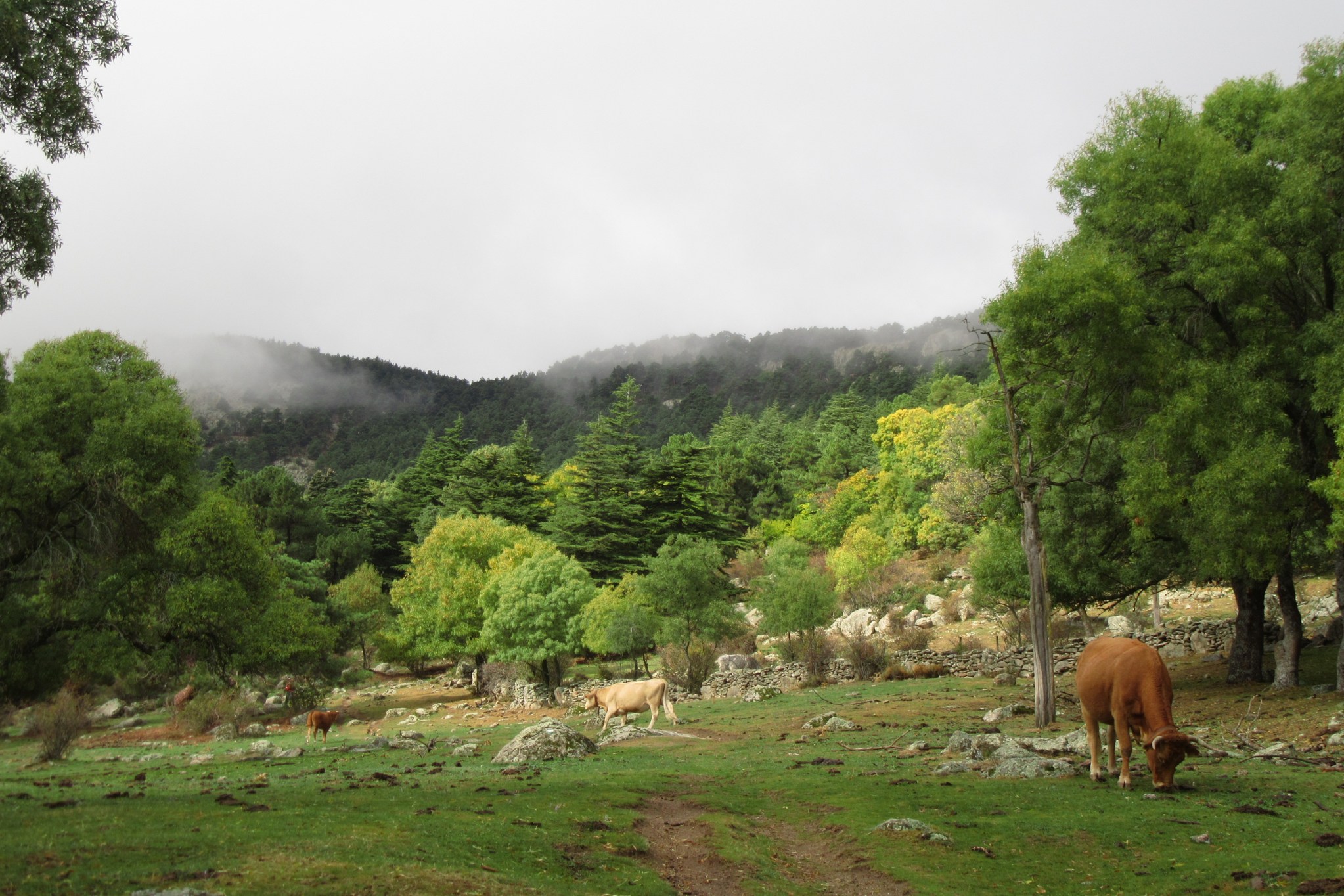 SENDA OTOÑAL. LOS TESOROS DE ABANTOS – Aventuras de un mapa